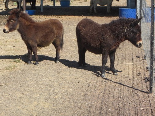 Miniature Mules For Sale | Red Rocks Stud